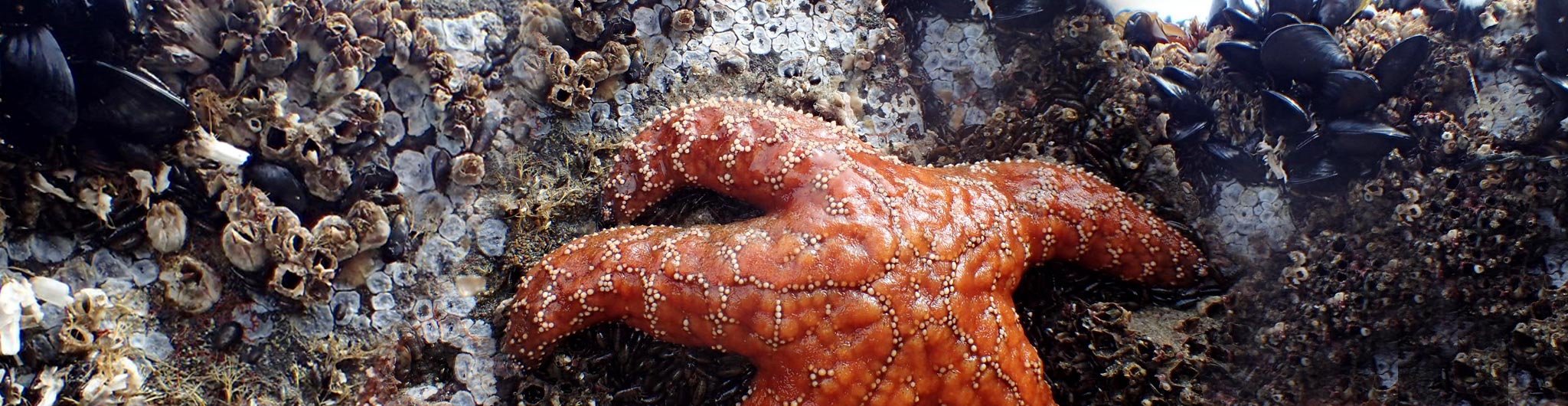 Oregon Coast Vacations - Ocean Life | Oregon's Adventure Coast | Oregon ...